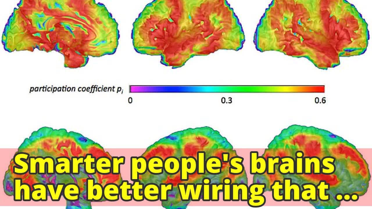 Smarter people's brains have better wiring that helps with flow of ...