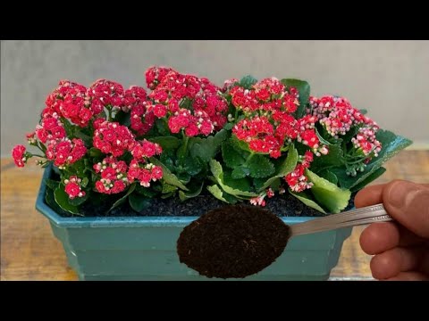 KALANŞO ÇİÇEĞİ COŞTURMA / KALANŞO ÇİÇEK AÇTIRMA / KALANŞO ÇİÇEĞİ BAKIMI ...