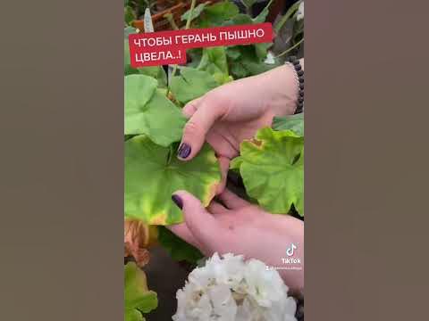Подкормки герани! #сад #огород #дача #семенаалтая - YouTube