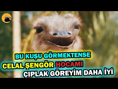 Bu Deve Kuşunun Çiftleşmesini Görmektense Celal Şengör Hocamı Çıplak Görmeyi Tercih Ederim
