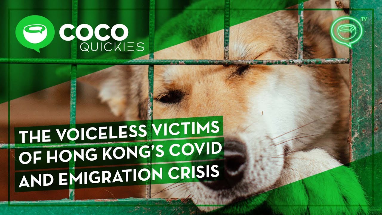 The Voiceless Victims of Hong Kong’s Covid-19 and Emigration Crisis ...