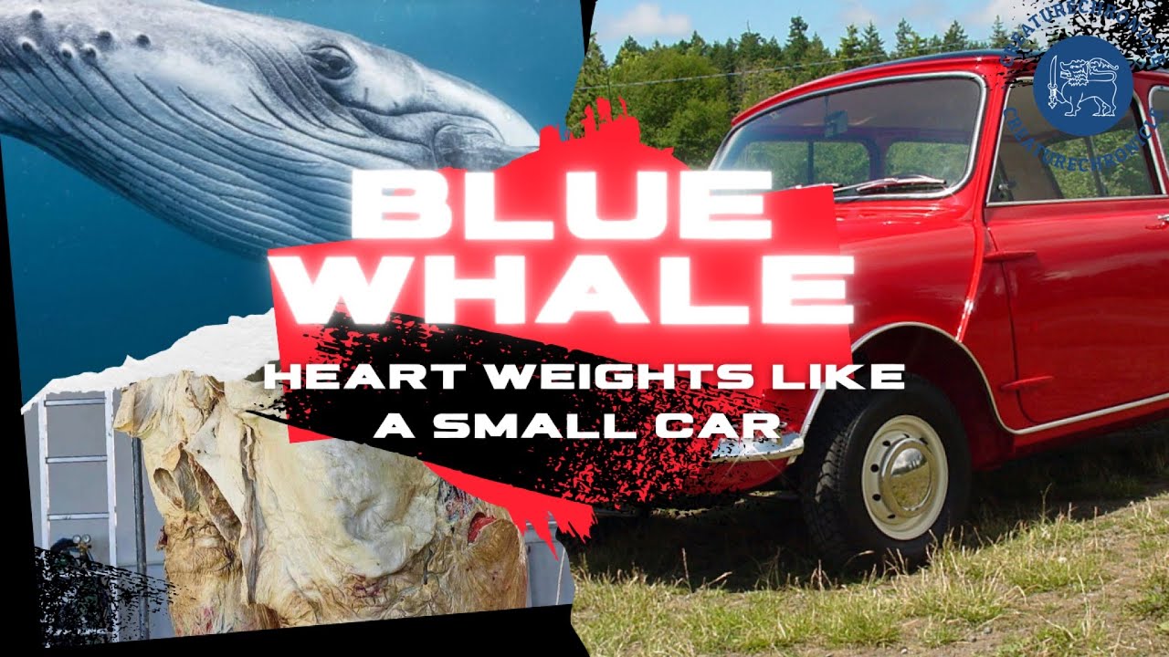 Blue Whale's Massive Heart Unveiled: Comparable in Size to a Small Car ...