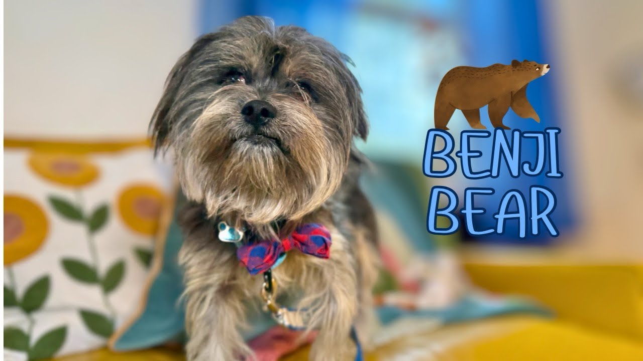 Being home the Bear-y Best Boy: Benji Bear! - YouTube