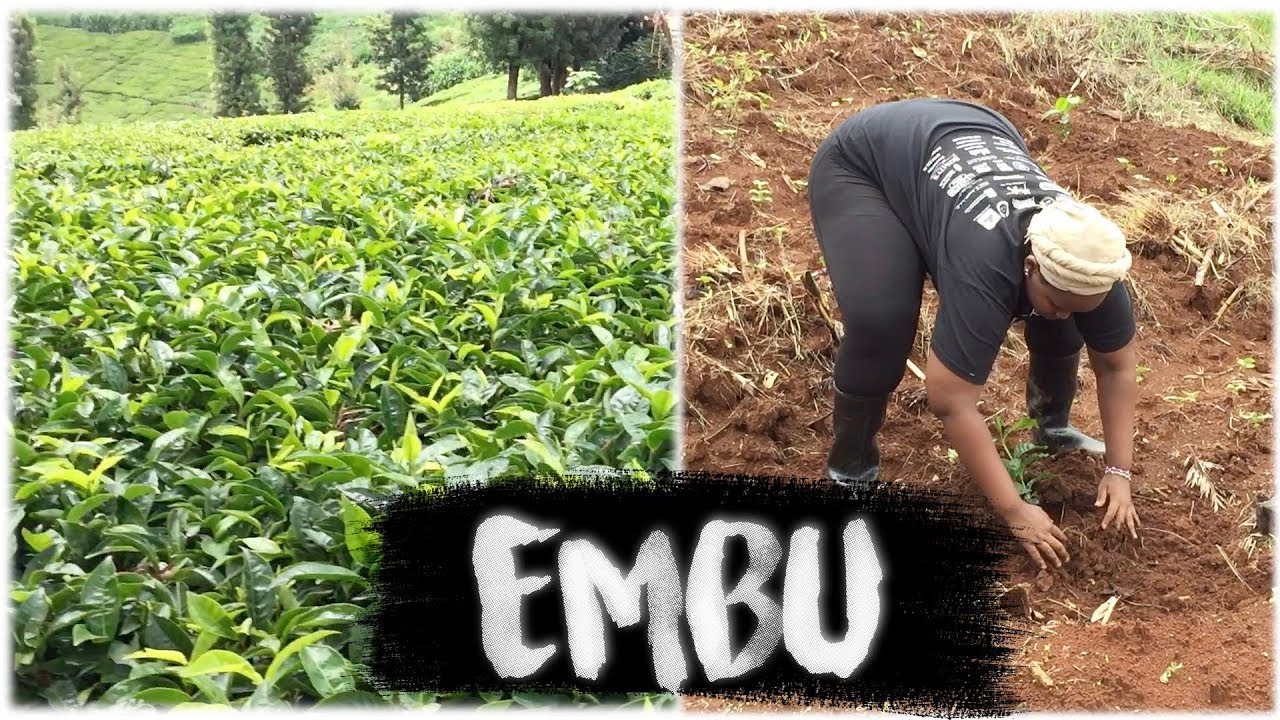 TRIP TO EMBU // PLANTING COFFEE // ITS WAITHIRA - YouTube