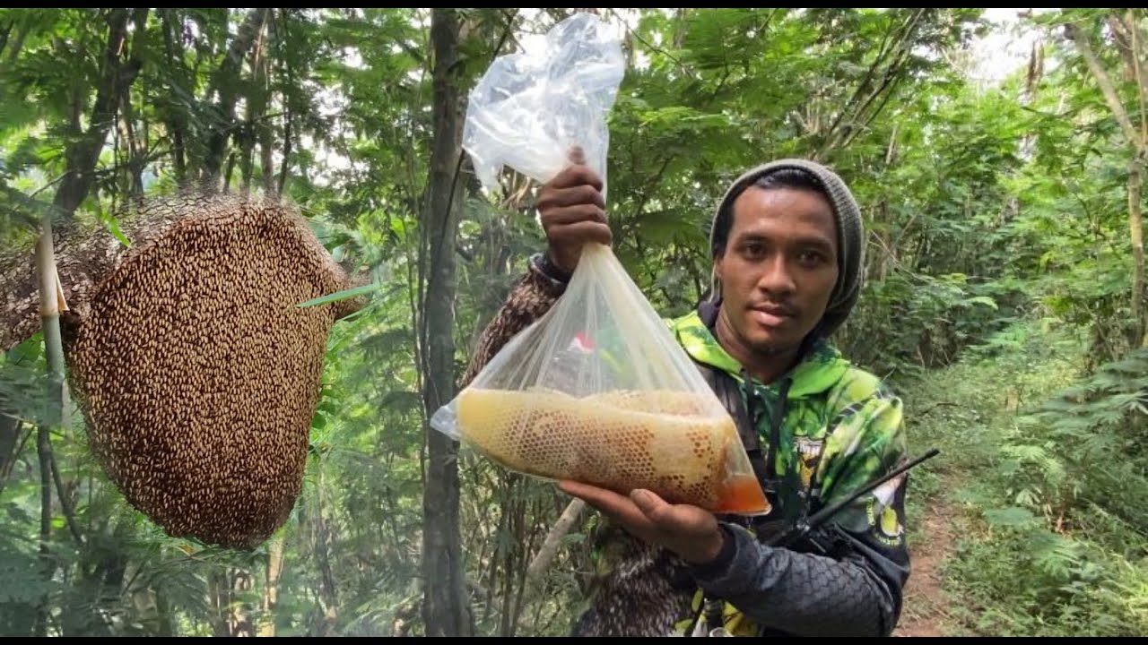 mencari madu ke dalam hutan dan mendapatkan sarang madu yg berada di ...