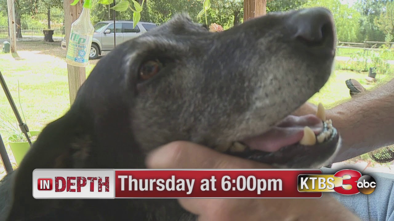 Veteran's Service Dog - Thu at 6p - YouTube