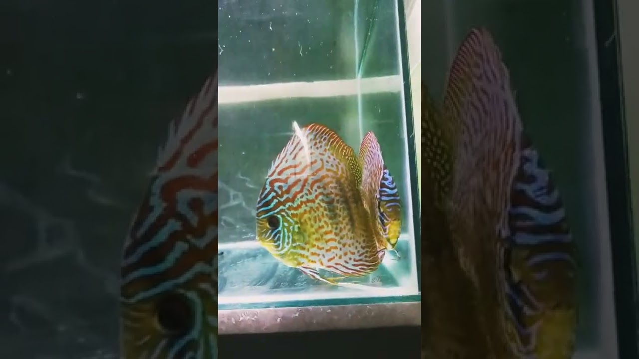 Discus mosaic turquois sepasang 2,5jt - YouTube