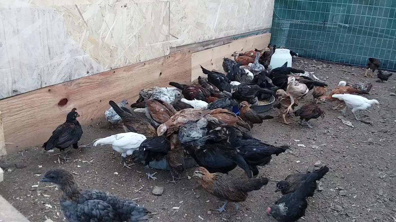 Qaib hmoob nyob mekas - YouTube