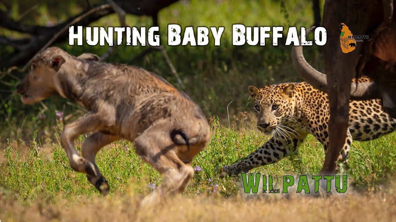 Leopard Hunting Baby Wild Buffalo at Wilpattu National Park #hunting # ...