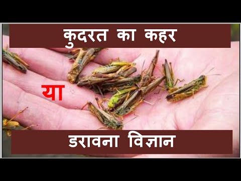 Tiddi Dal Attack in India|Africa Tiddi Dal|Swarm of Crop-Eating Locust ...