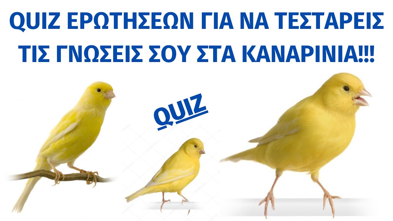 QUIZ ΕΡΩΤΗΣΕΩΝ ΓΙΑ ΤΑ ΚΑΝΑΡΙΝΙΑ - YouTube