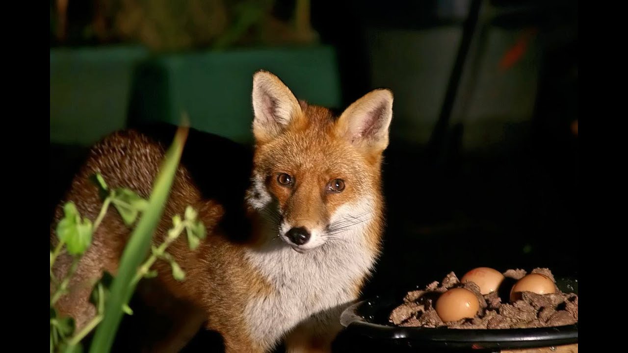 Foxy shows up last night... - YouTube