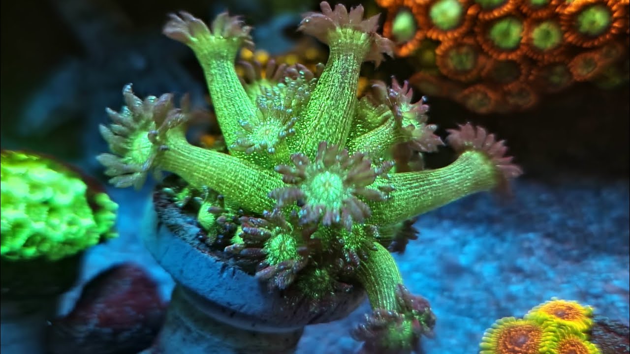 Evoluindo Nanoreef🐠🪸 - YouTube