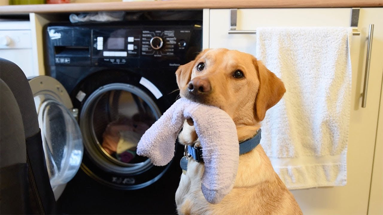 Disabled Woman Teaches Dog To Help With Washing - YouTube