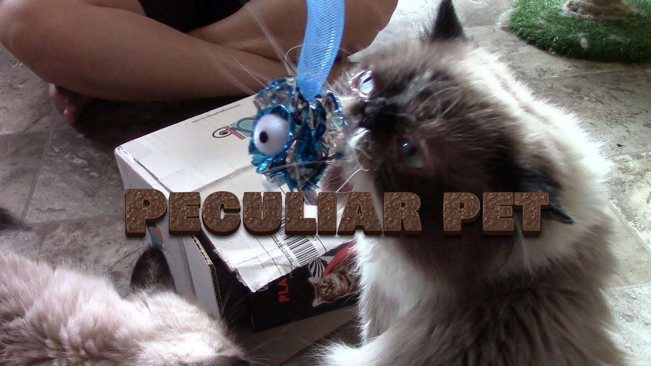 Peculiar Pet For Cats Unboxing October 2022! 🎃 - YouTube