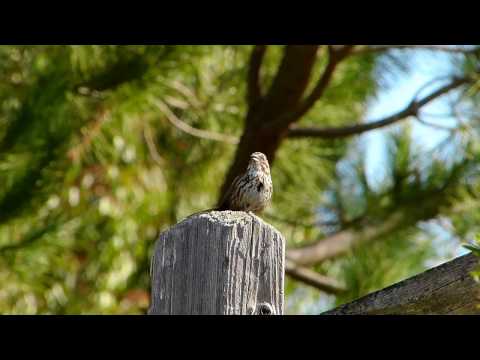Sparrow Song 140