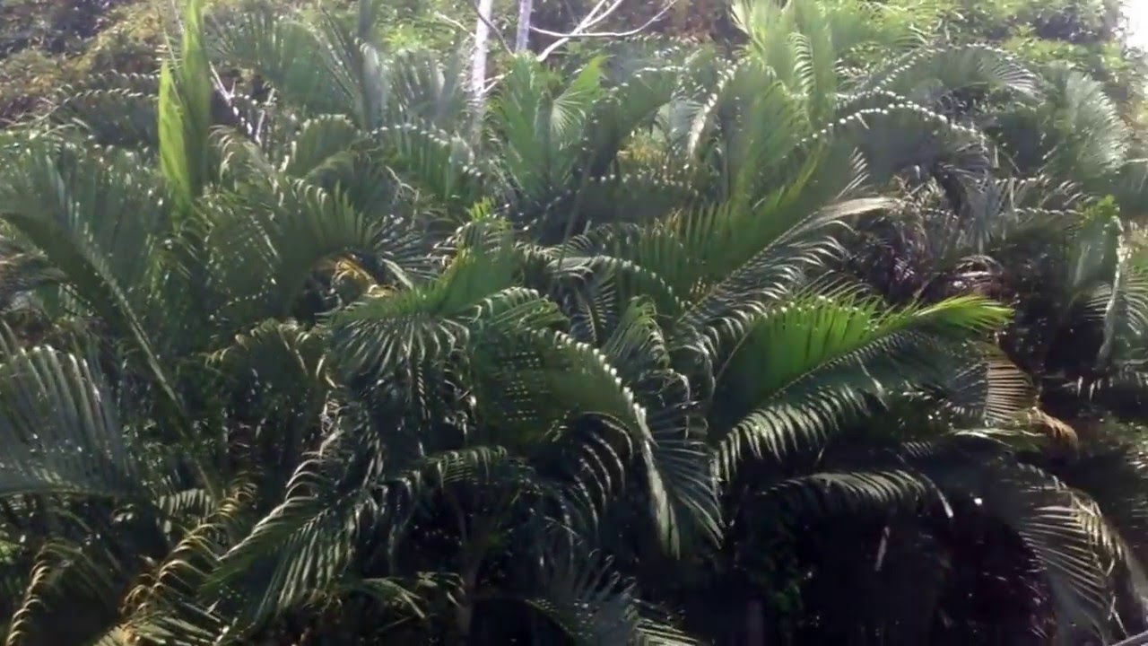 San Ignacio Omoa, Masca, Bahia de Omoa, Honduras - YouTube