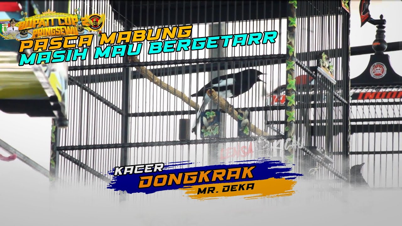 PASCA MABUNG, KACER DONGKRAK - Mr.DEKA, MASIH MAU GETAR - GETAR || BUPATI CUP 2 PRINGSEWU - YouTube