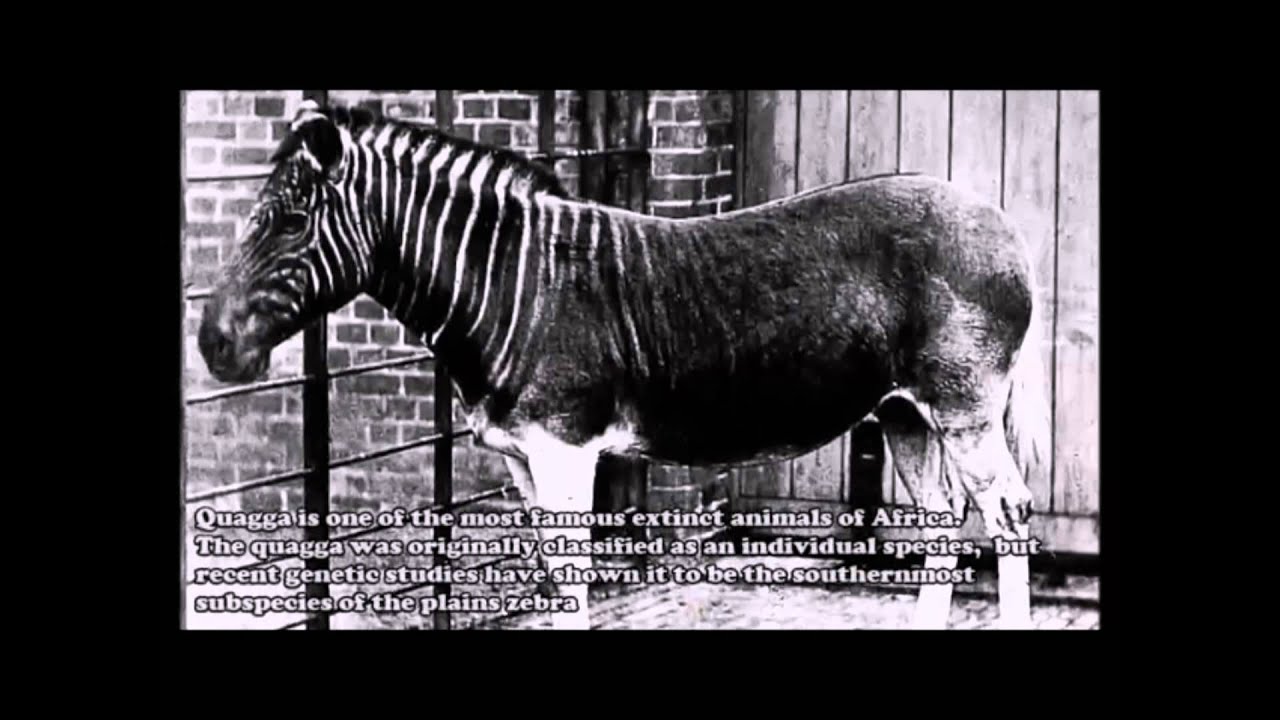 Top 10 Most Amazing Extinct Animals - YouTube
