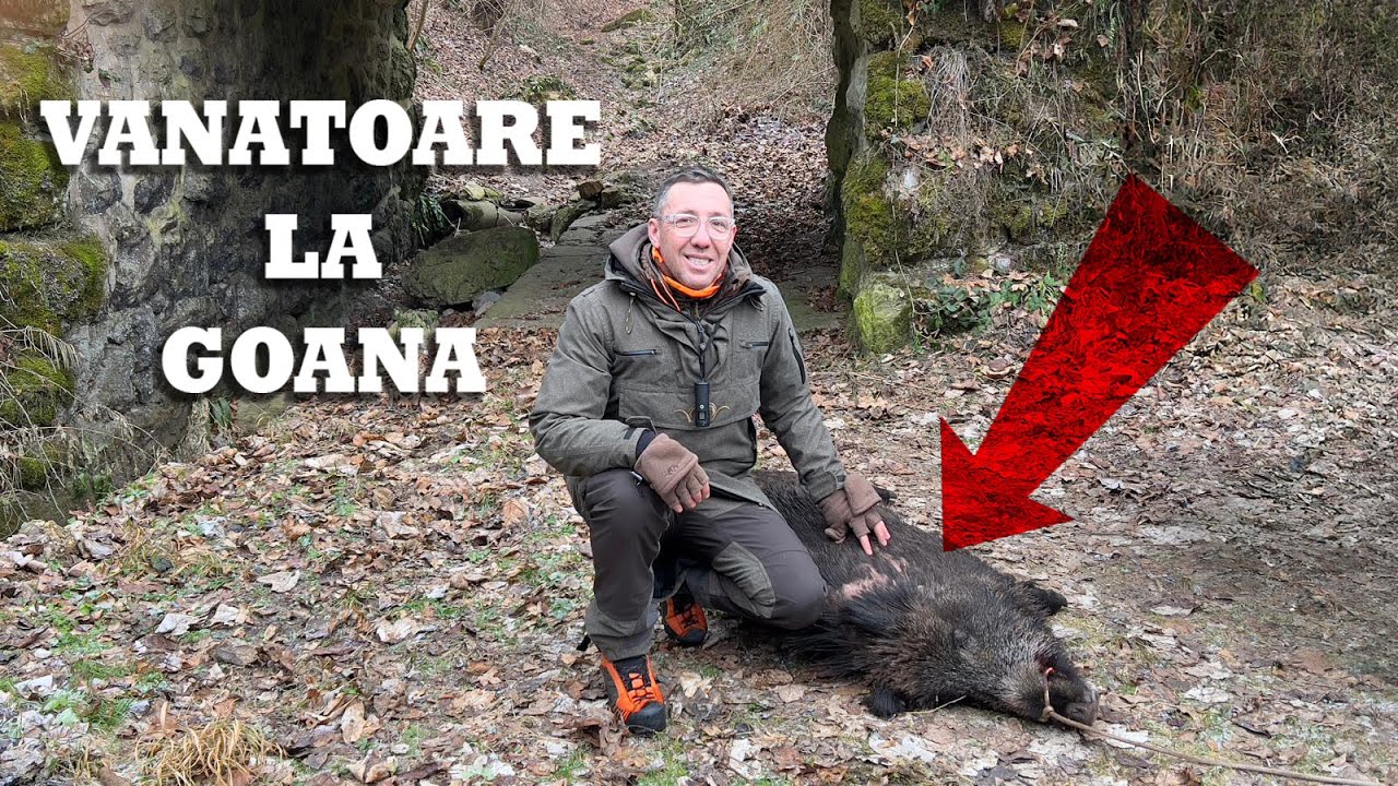 VANATOARE LA GOANA 2025 !!! AM ÎMPUȘCAT UN VIER FRUMOS🐗🐗 - YouTube