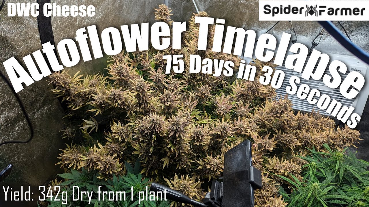 Timelapse - Seed to Harvest 342g Dry -Cheese Autoflower- Spiderfarmer ...