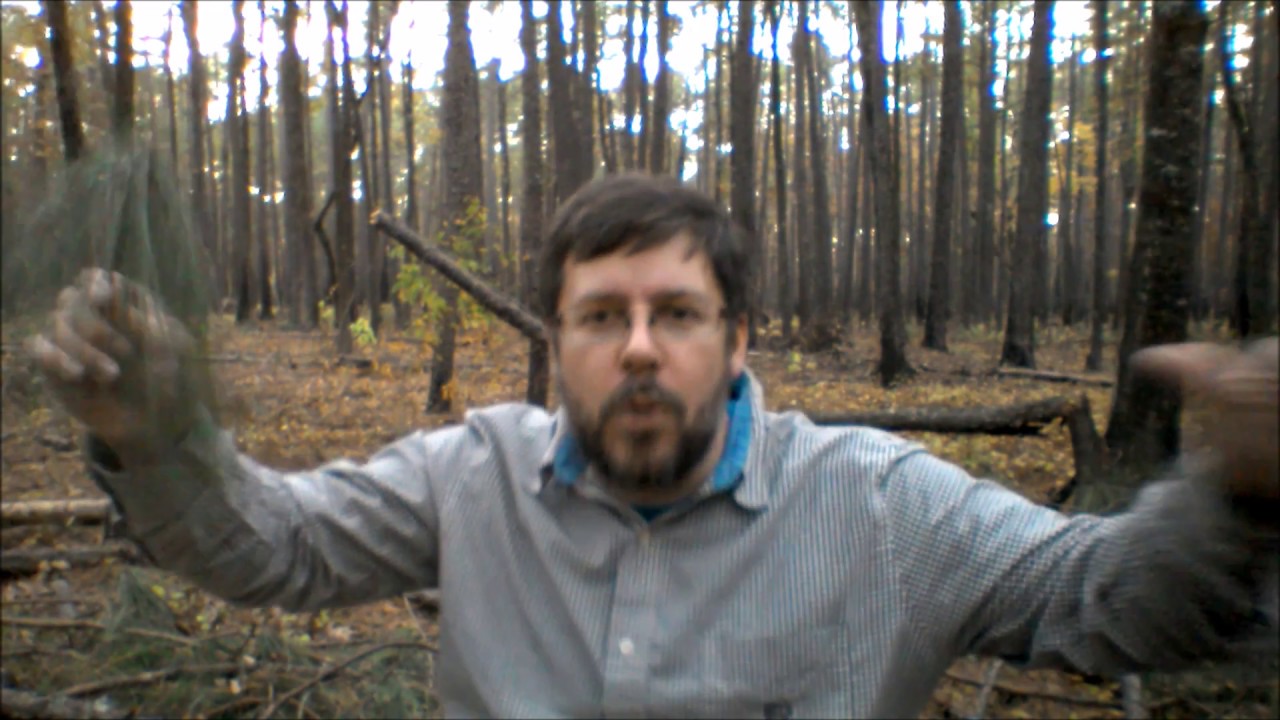 Chasing Bats at Congaree - Episode 2: Just an Update for Now - YouTube