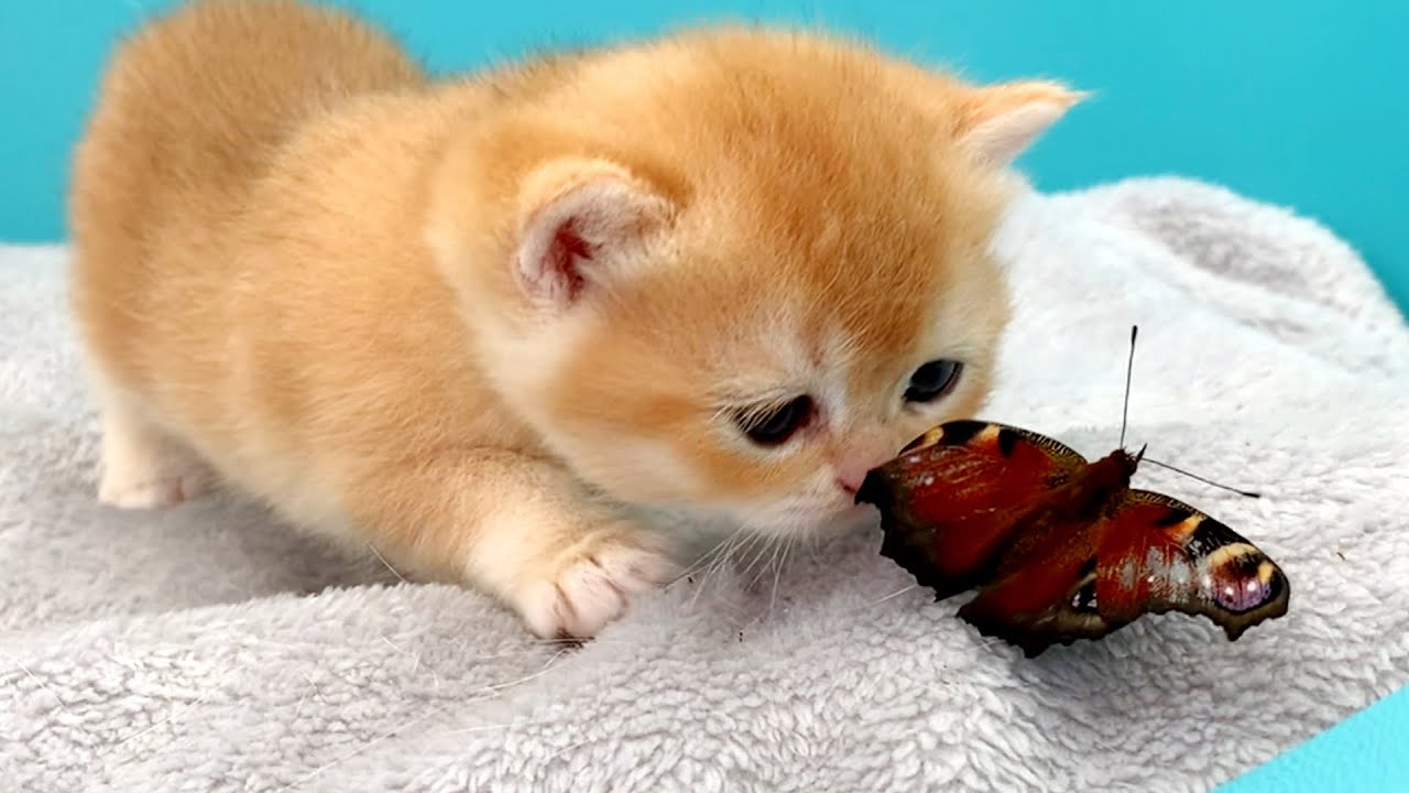 Golden kitten meet a butterfly for the first time - YouTube