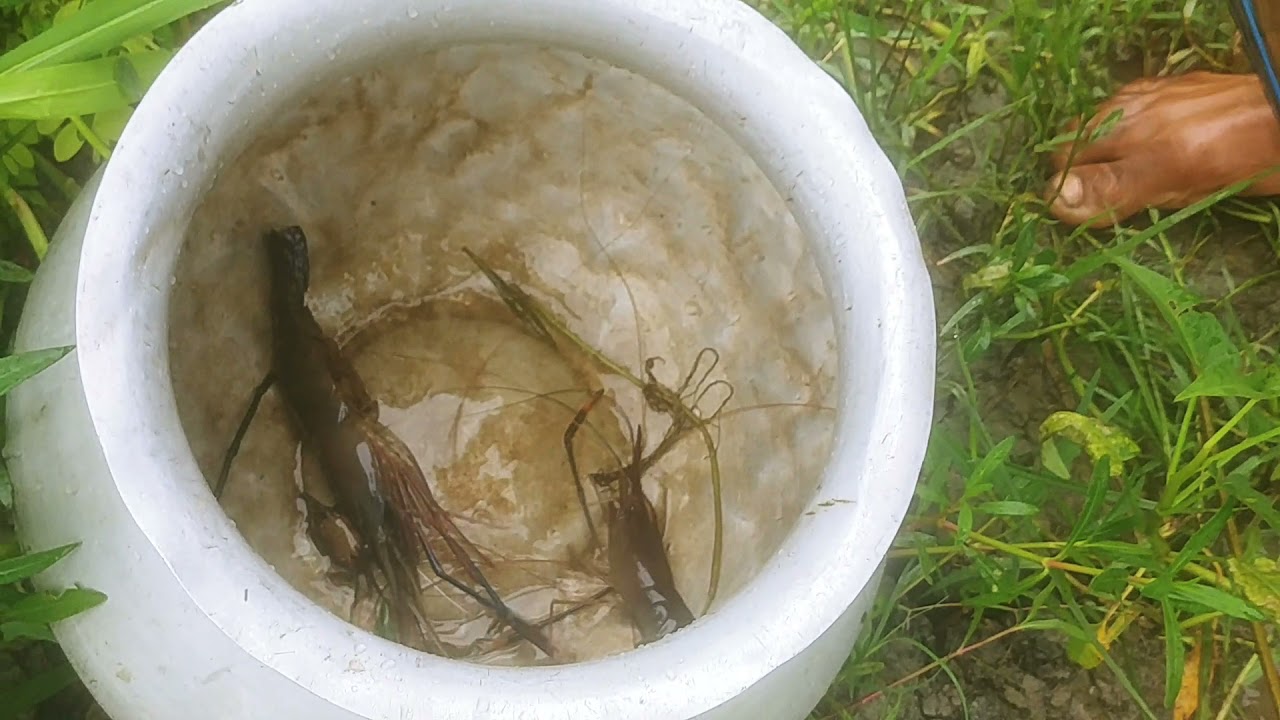 Fish Coughing (part-2).there is tha another video of fishing.#Fish ...