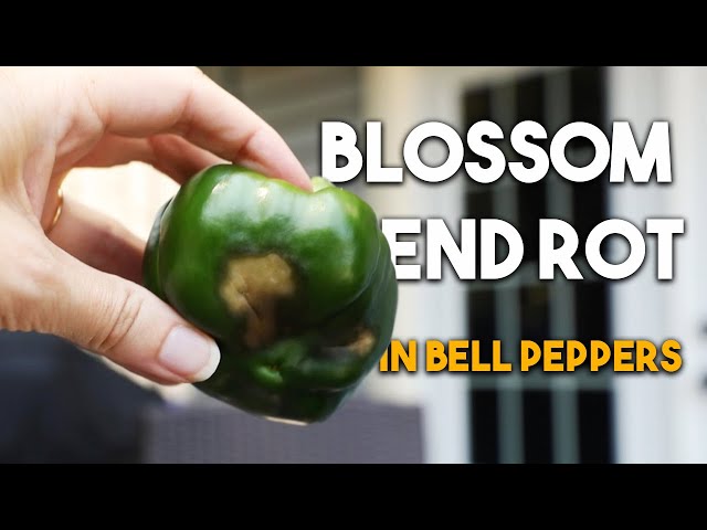 Green Bell Pepper Stem Decay Pepper | Home & Garden Information Center