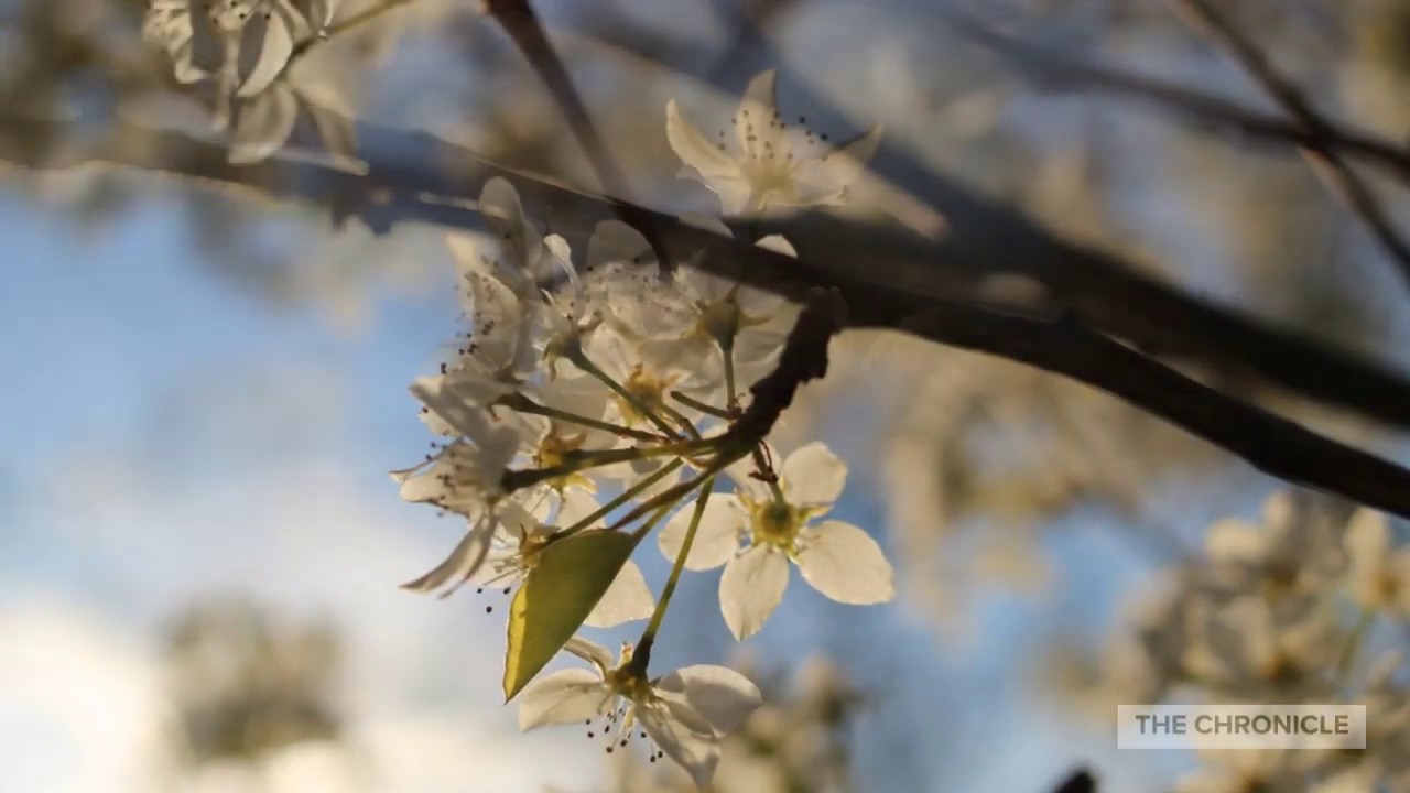 Mason in Bloom - YouTube