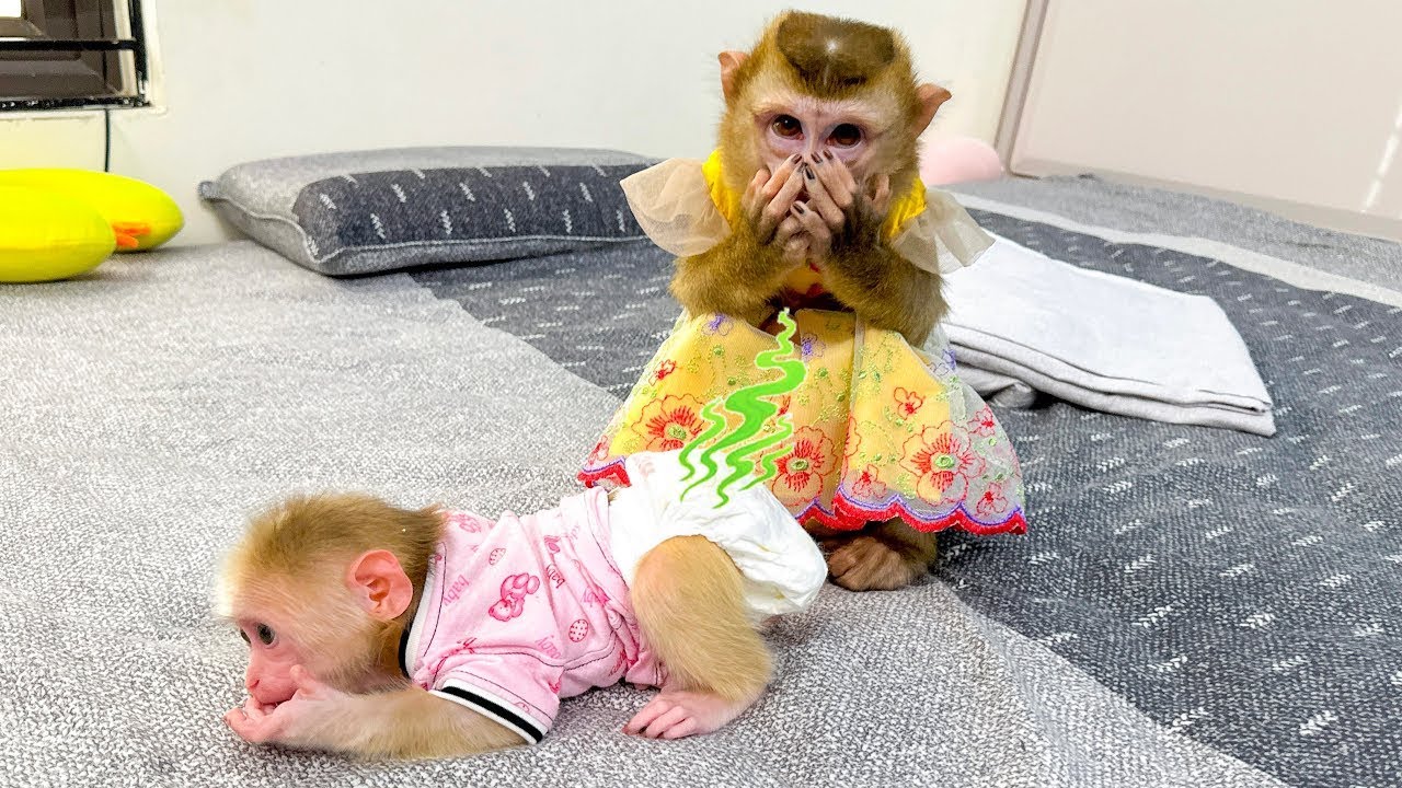 Monkey Kaka is so smart for knowing to call Mom to change Monkey Mit's ...