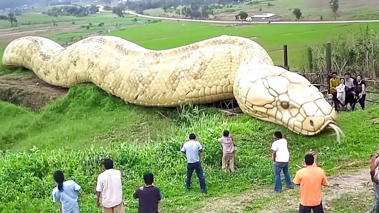 A maior cobra do mundo encontrada por humanos - YouTube