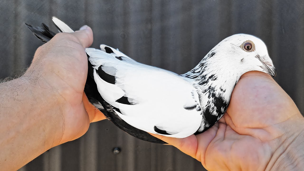 Setting Hens Up For A Special Project! - YouTube