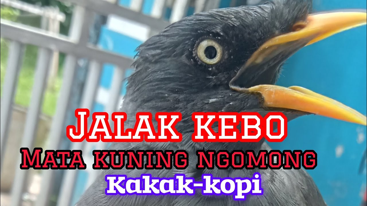 Jalak kebo mata kuning ngomong kakak, kopi @Jonmanorsa - YouTube
