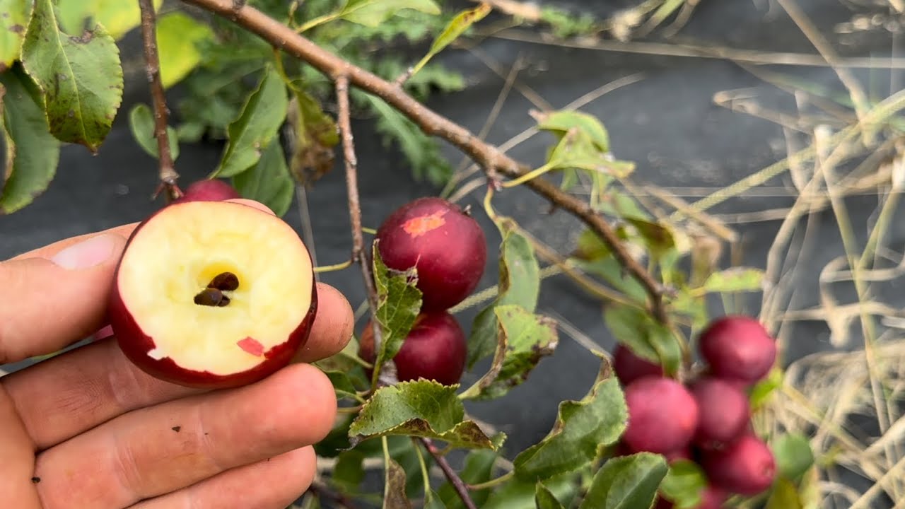 The Best Cold hardy Apple, Kerr Crab - YouTube