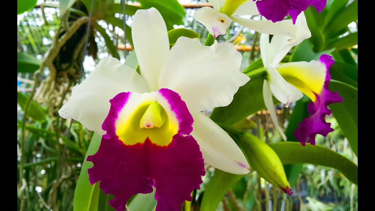 Beautiful blooming flowers Amazing nature. beautiful flower in the ...