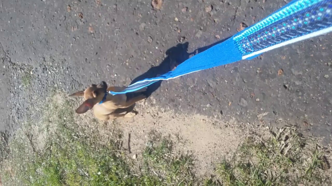 Taking a walk with Ty Thompson's dog 2018 dog named Buster - YouTube