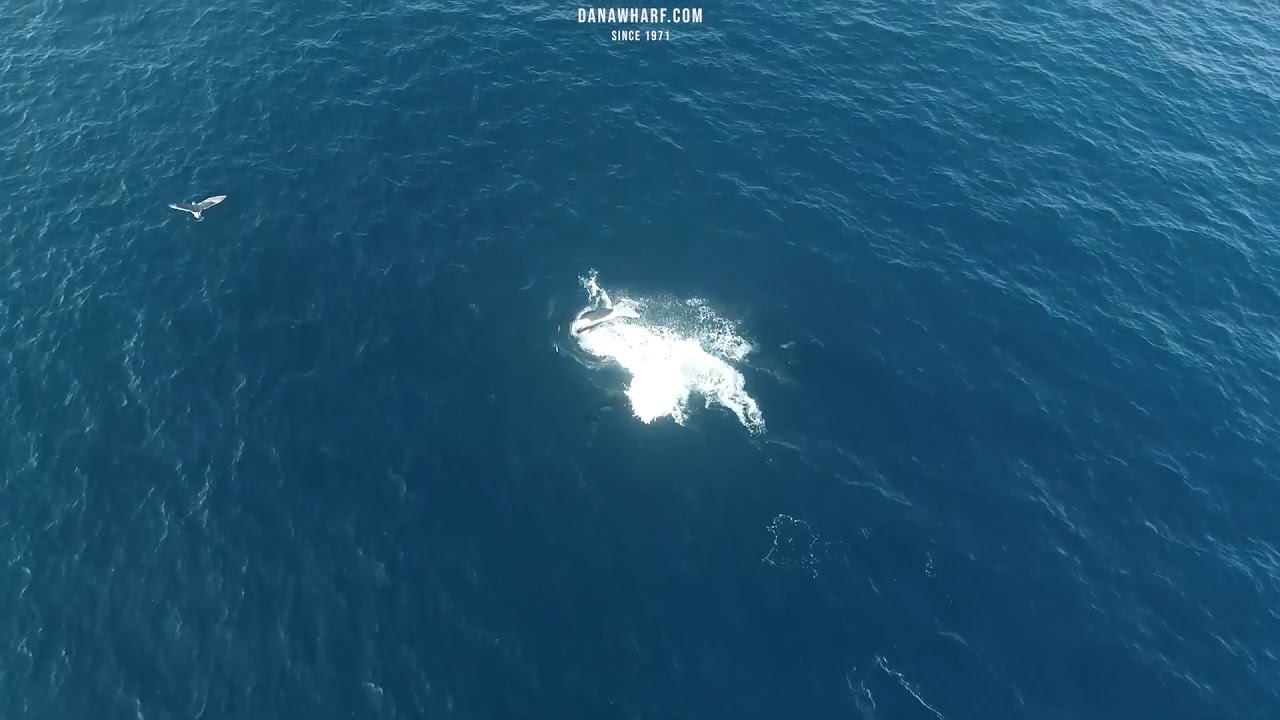 Orcas Pursue Dolphins in Waters Off Oceanside, California - YouTube