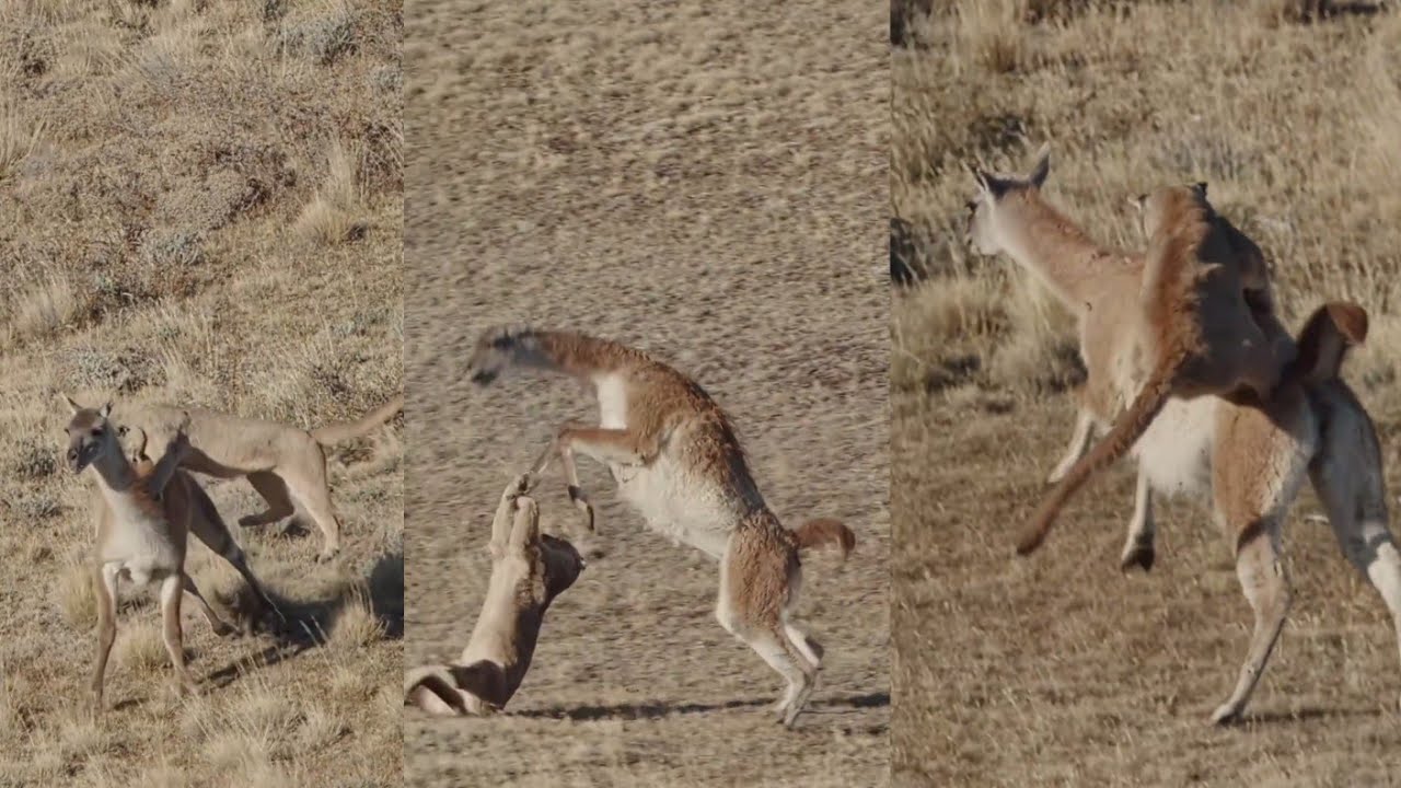 Fierce fight between Guanaco and Cougar - YouTube