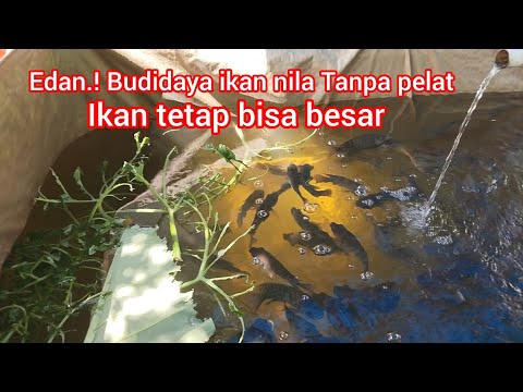 Edan.! Tanpa pelet? Budidaya ikan nila bisa besar