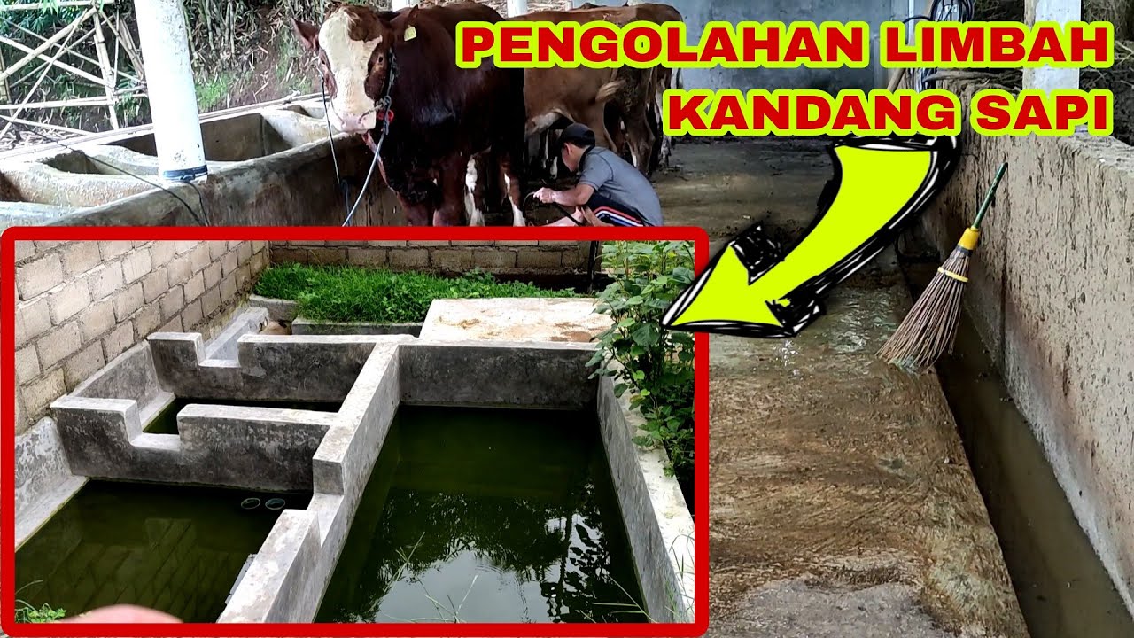 Pengolahan limbah kandang sapi ramah lingkungan - YouTube