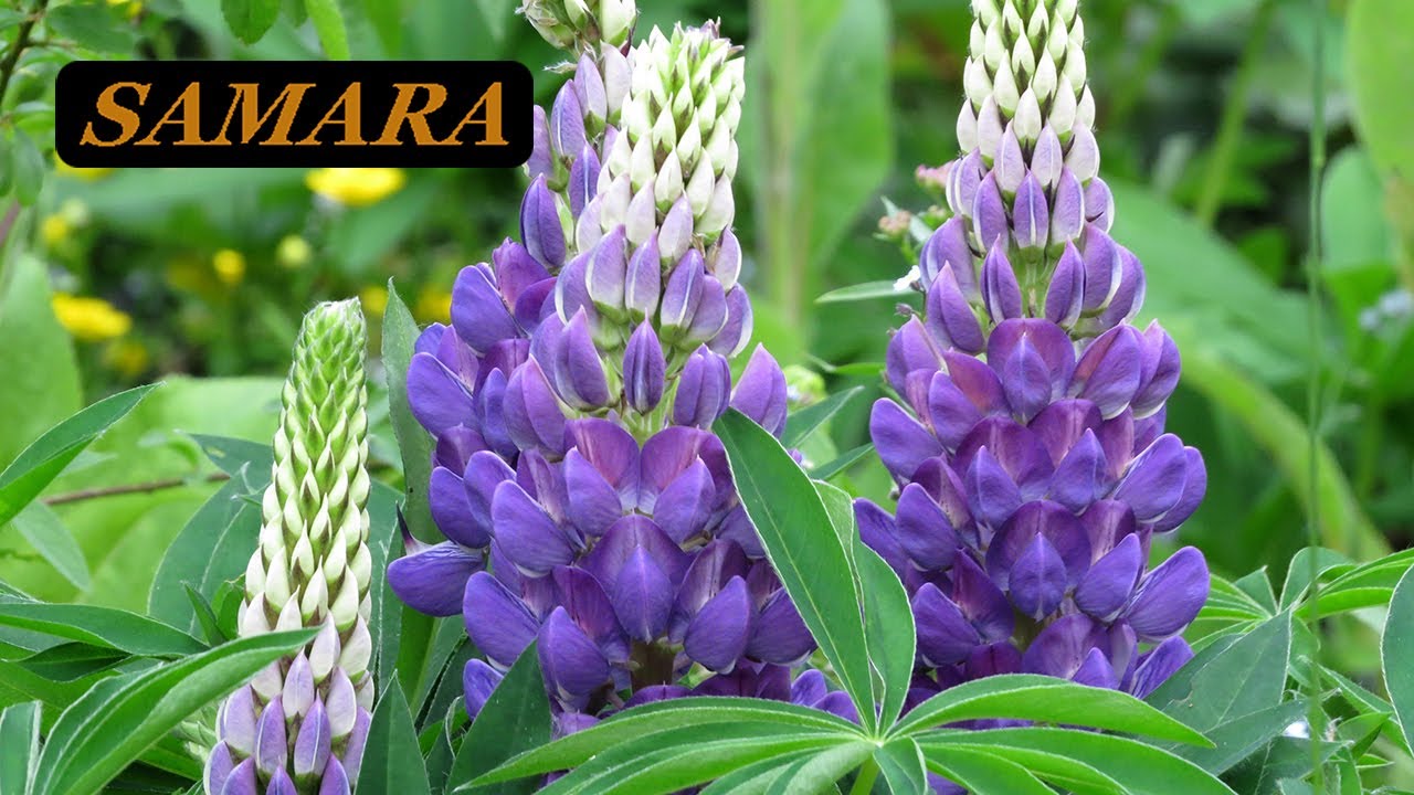 Ботанический сад. Самара. Люпины. Июнь 2022. Botanical Garden. Samara ...