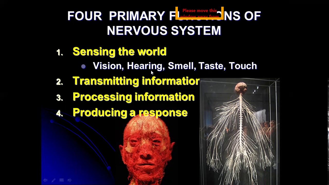 coordination in animals part 1 - YouTube