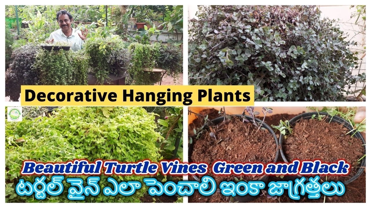How to Grow Turtle vine and Care టర్టల్ వైన్ ఎలా పెంచాలి ఇంకా ...