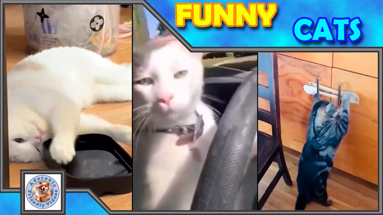 Compilation of funny cats, to make your day better! #003 - YouTube