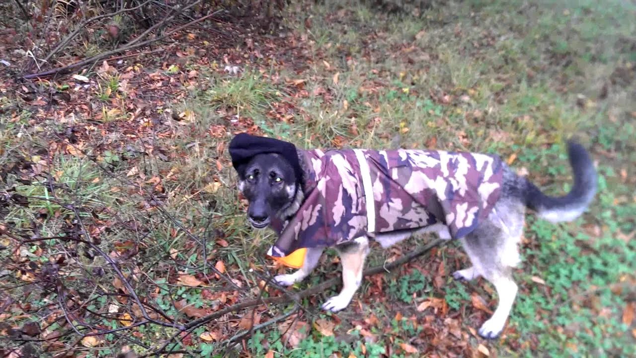 Dog wearing Balaclava - YouTube