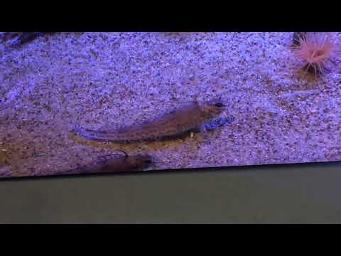 Longspine Combfish - YouTube
