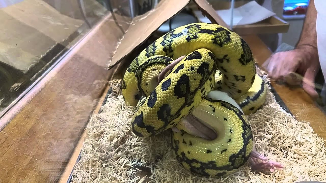 Carpet Python vs rat - YouTube