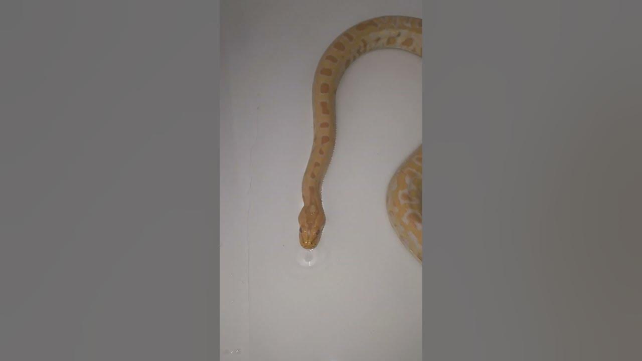 Burmese python handling tips and tricks in the tub.‼️💯 - YouTube