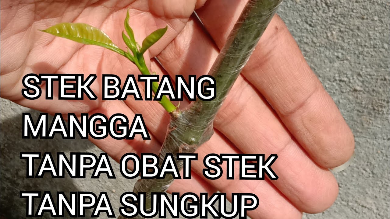 Terbaru... Cara stek batang mangga tanpa sungkup tanpa perangsang akar ...